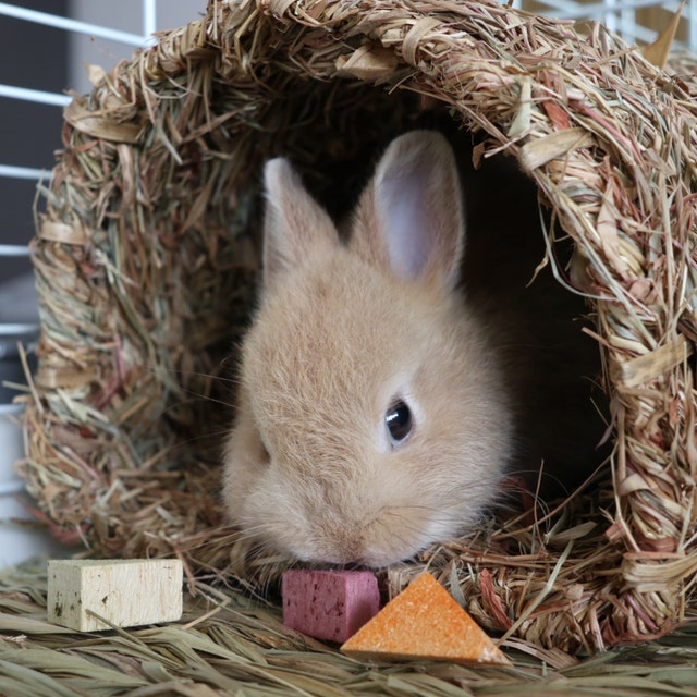 Customer Gallery - Fun4Bunnies & Friends