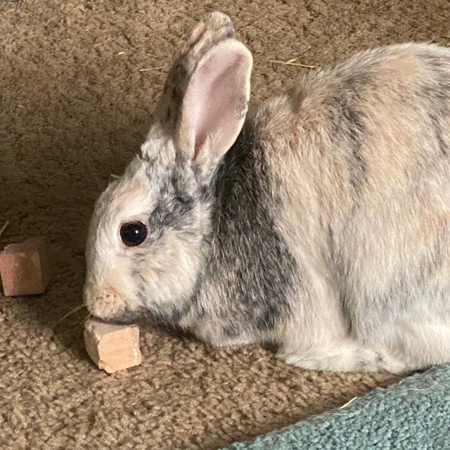 Customer Gallery - Fun4Bunnies & Friends